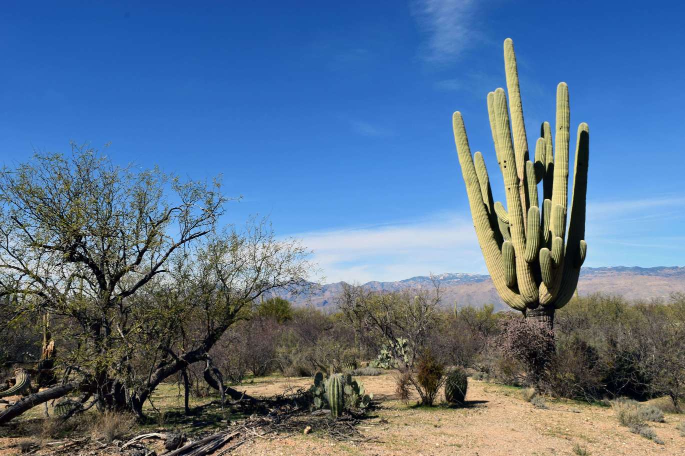 Saguaro National Park: Things to Know Before You Go – Jaunting Jen