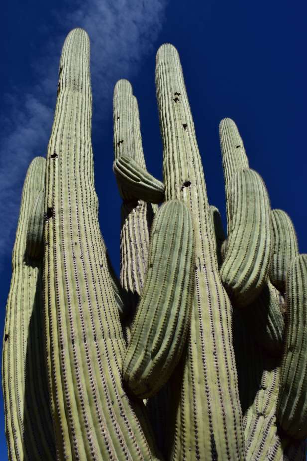 Saguaro National Park: Things to Know Before You Go – Jaunting Jen