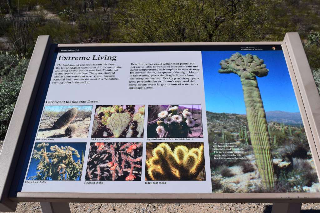 Saguaro National Park: Things to Know Before You Go – Jaunting Jen