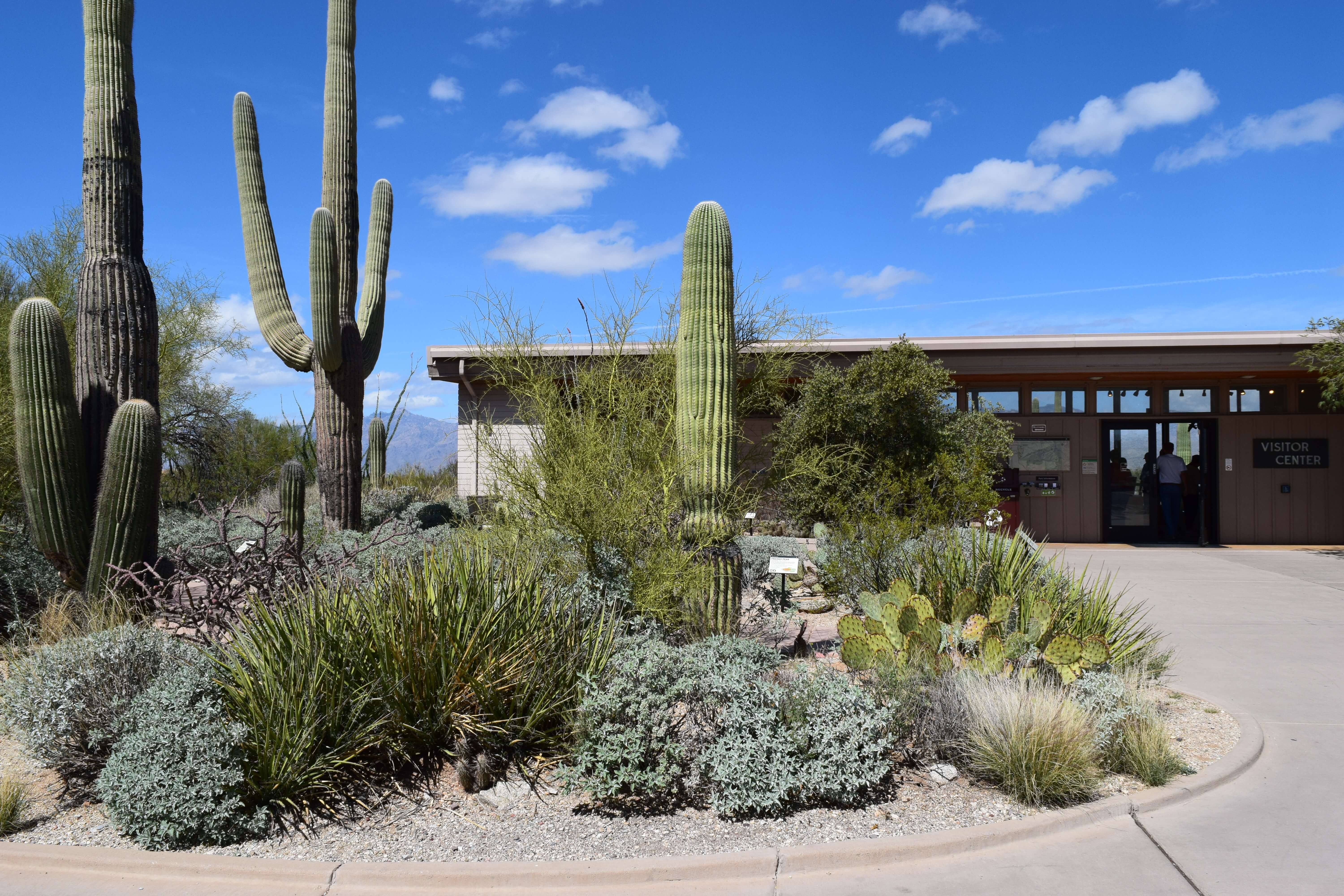 Saguaro National Park: Things to Know Before You Go – Jaunting Jen