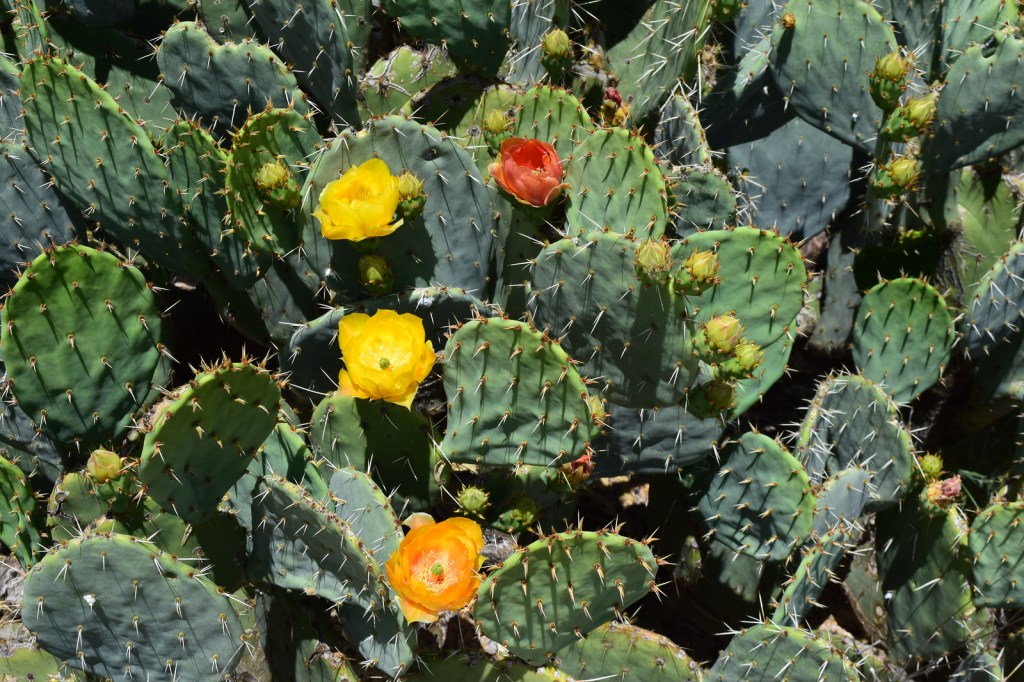 Saguaro National Park: Things to Know Before You Go – Jaunting Jen