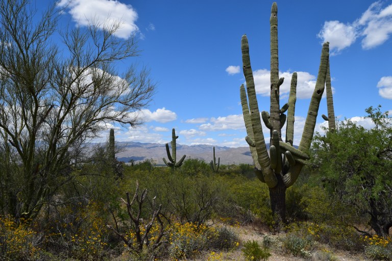 Saguaro National Park: Things to Know Before You Go – Jaunting Jen